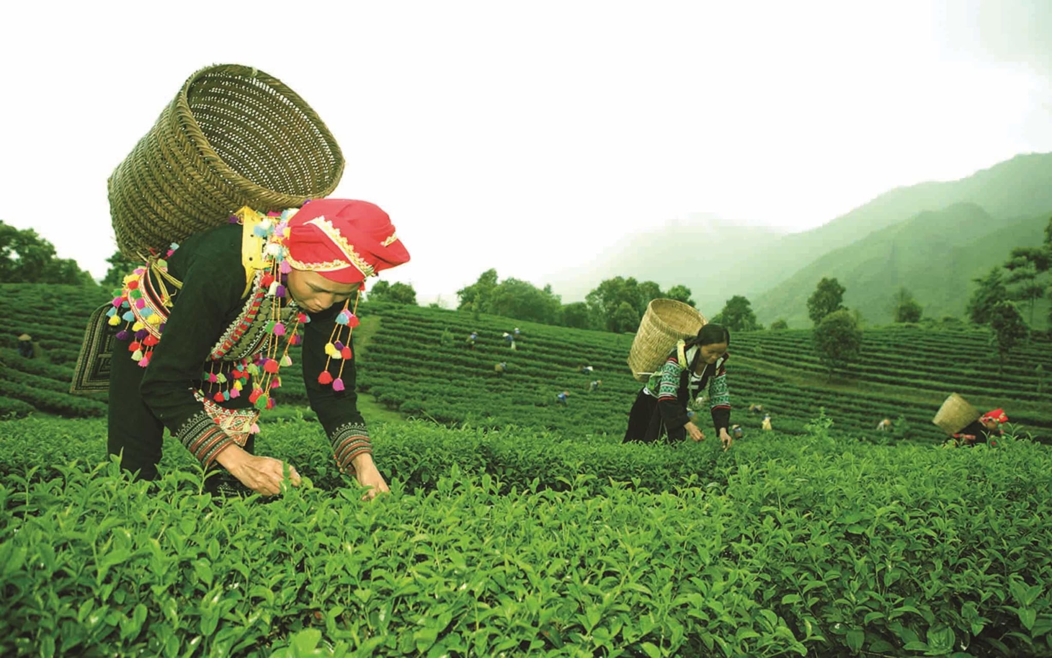 TOP 8 Loại Trà Ngon Nhất Trong Các Loại Trà Việt Nam